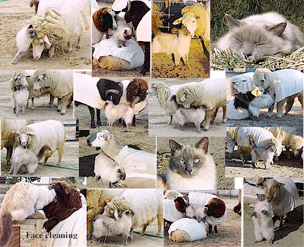 #11 Fidget loves her sheep, Sheep tales from Woolly Designs